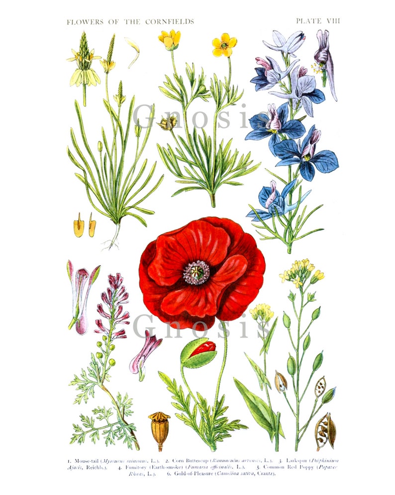 English Wild Flowers Botanical Prints Set of 4 English Country - Etsy UK
