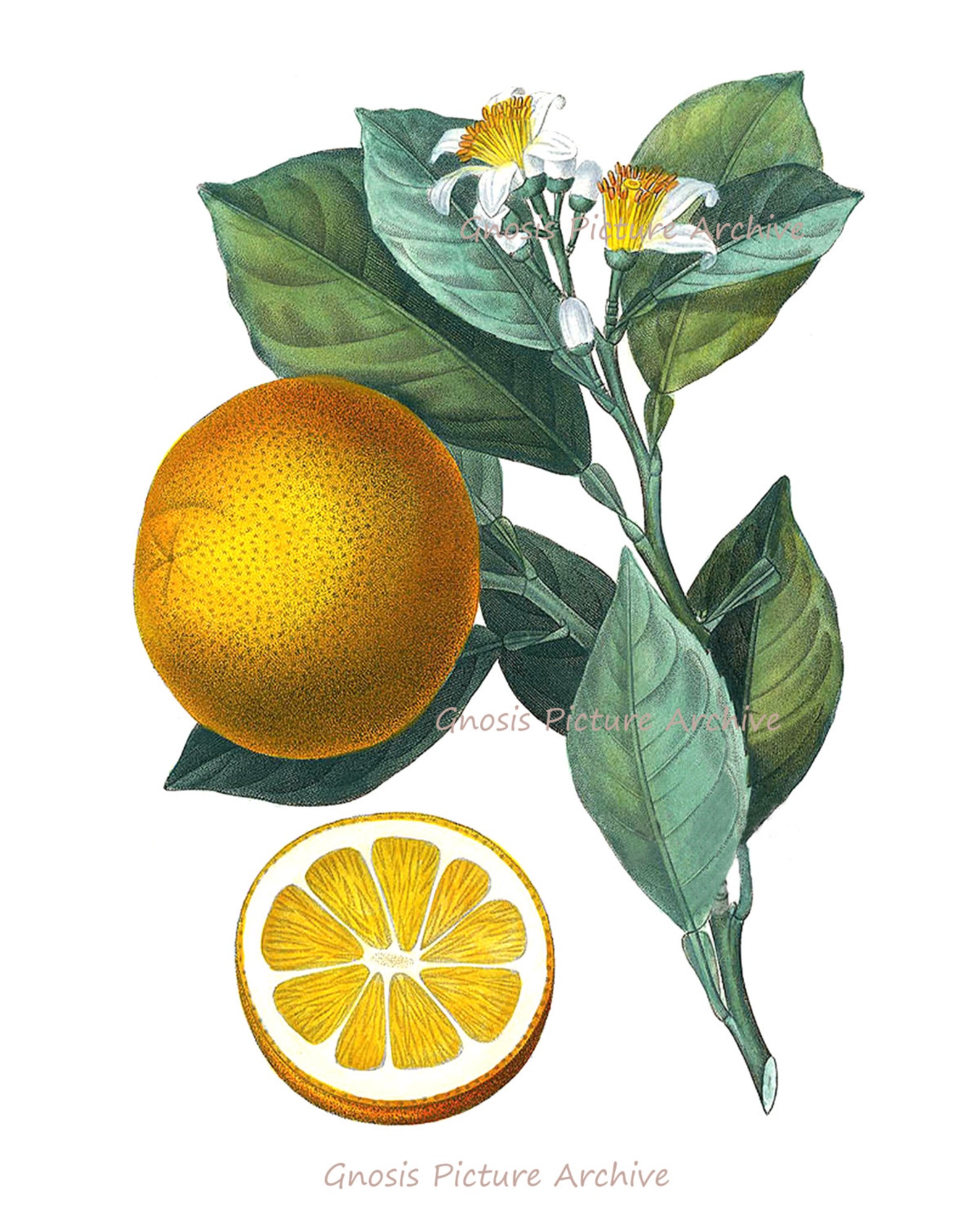 Antique Botanical Print Orange Citrus Fruit Engraving No.4 - Etsy