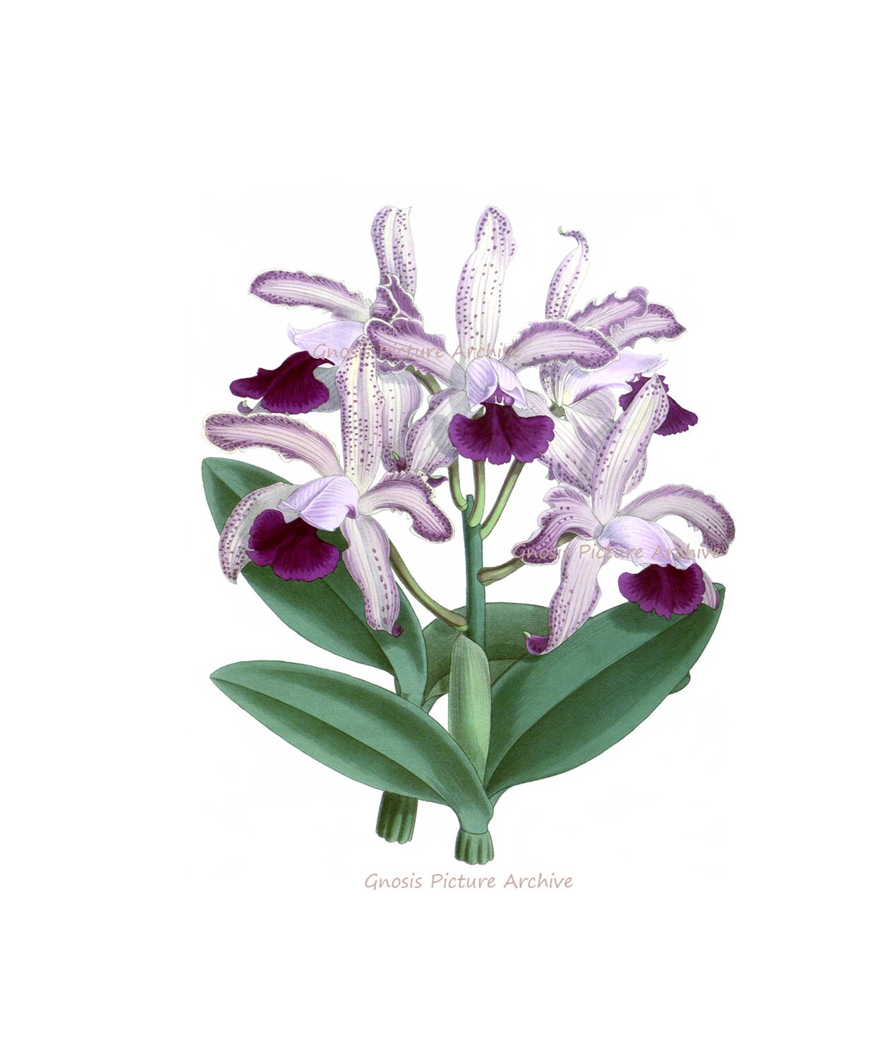 Orchid Flower Drawings Set of 6 Unframed Orchids Wall Art | Etsy
