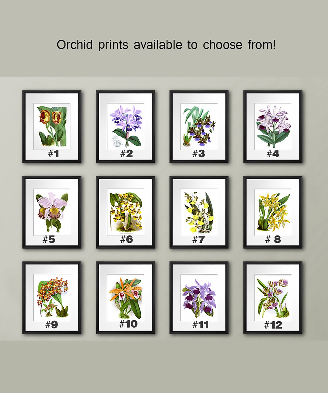 Orchid Plant Set of 12 Botanical Prints Tropical Decor - Etsy