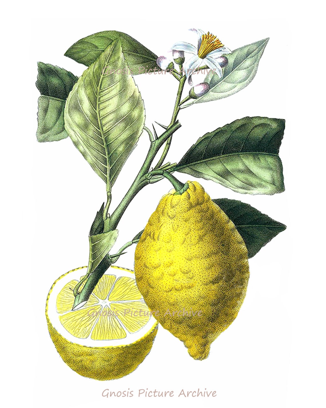 Lemon Art Prints Set of 4 Unframed Botanical Print Set Etsy Wall Art ...