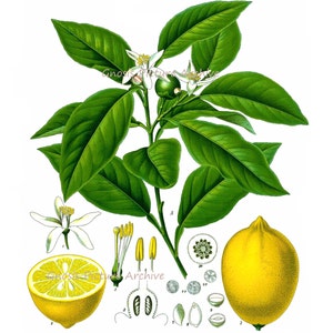 Lemon No.7 Citrus Fruit Art Print Great for Lemonade Stand Decor - Etsy
