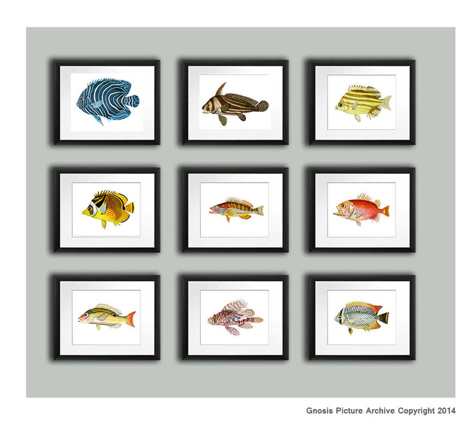 Set of 9 Fish Art, Sea Life Print, Angelfish, Kids Fish Art, Ocean ...