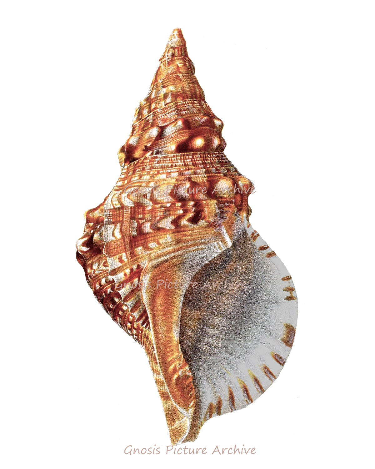 Seashell Art Home Decor Art Prints Set of 6 Prints Beach - Etsy