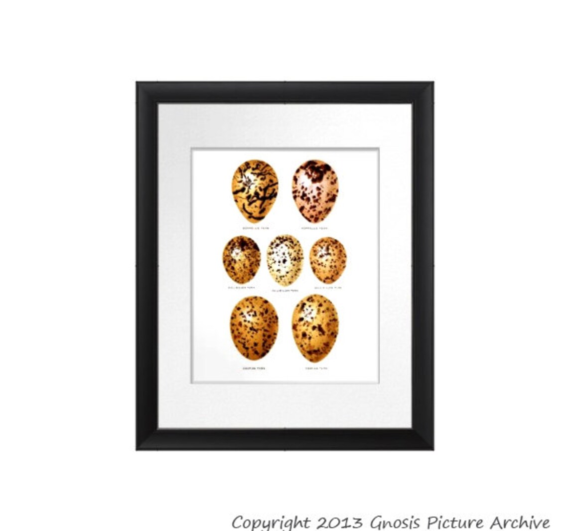Bird Eggs Wall Decor Set Of 6 Unframed Art Prints For Great Etsy