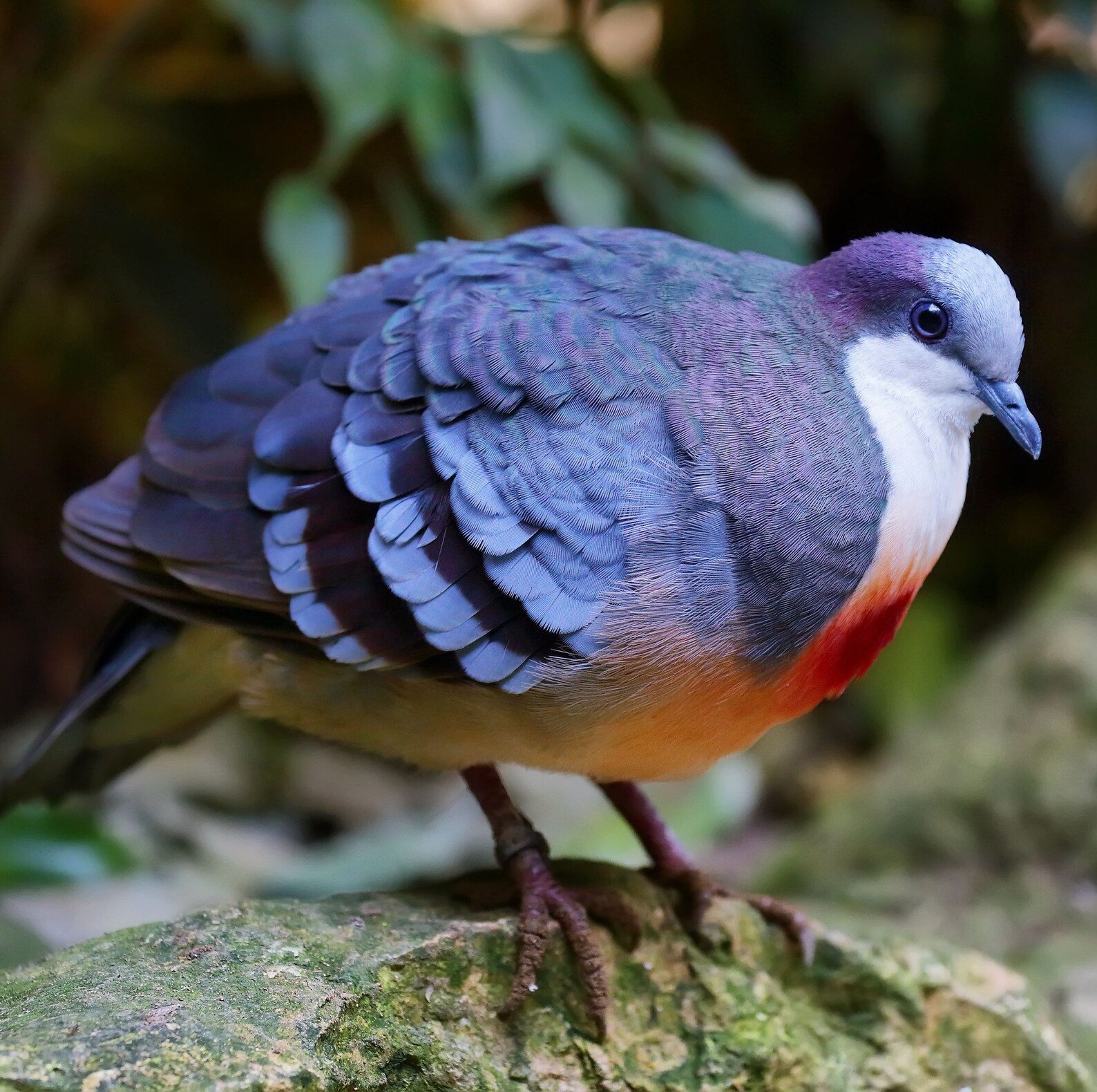 Bleeding Heart Dove 8x8 Print - Etsy