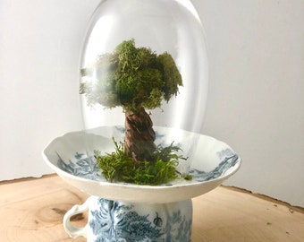 Tree Terrarium - Etsy