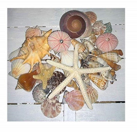 Assorted Mixed Seashells Tropical Exotic 50 Shells Starfish - Etsy UK