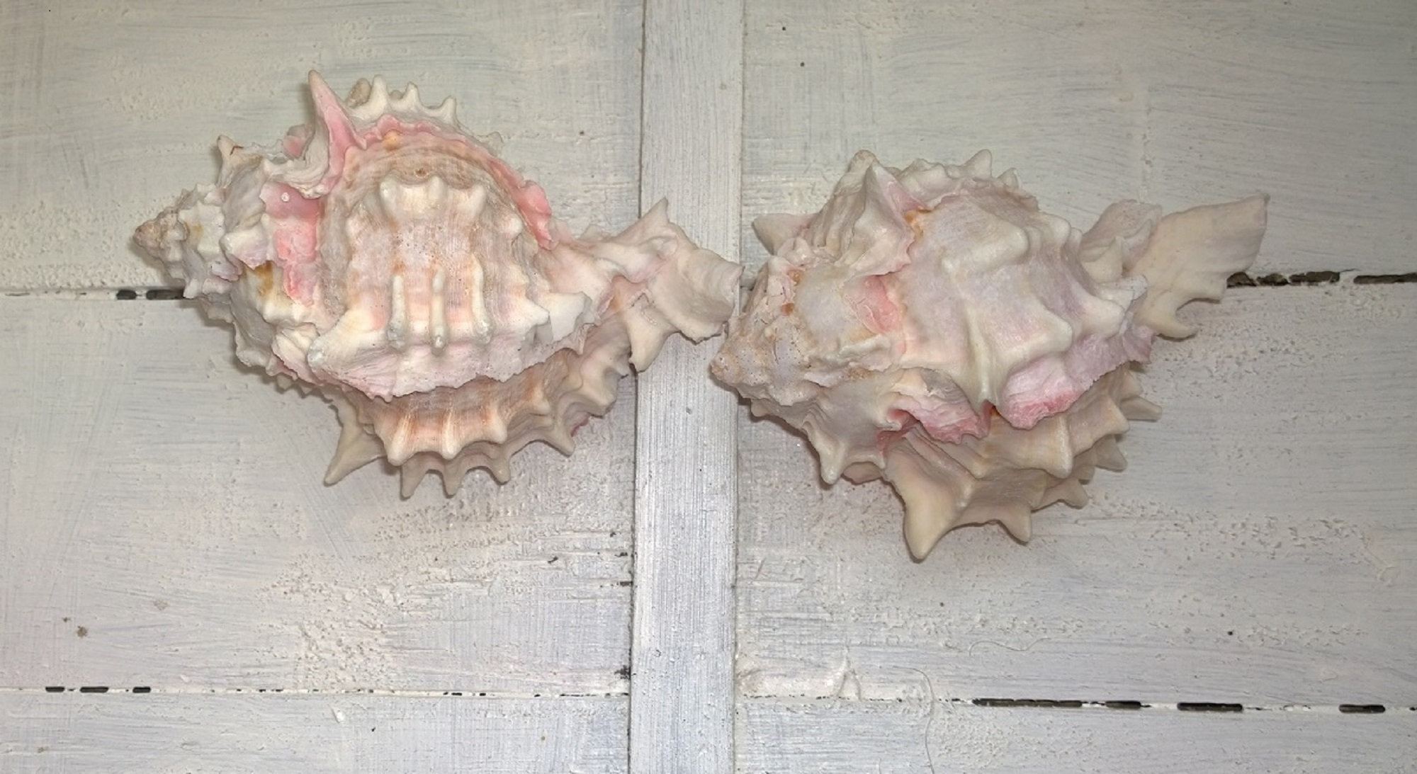 Home & Living A Rose Murex Seashell Display on Acacia and Teak Insects ...
