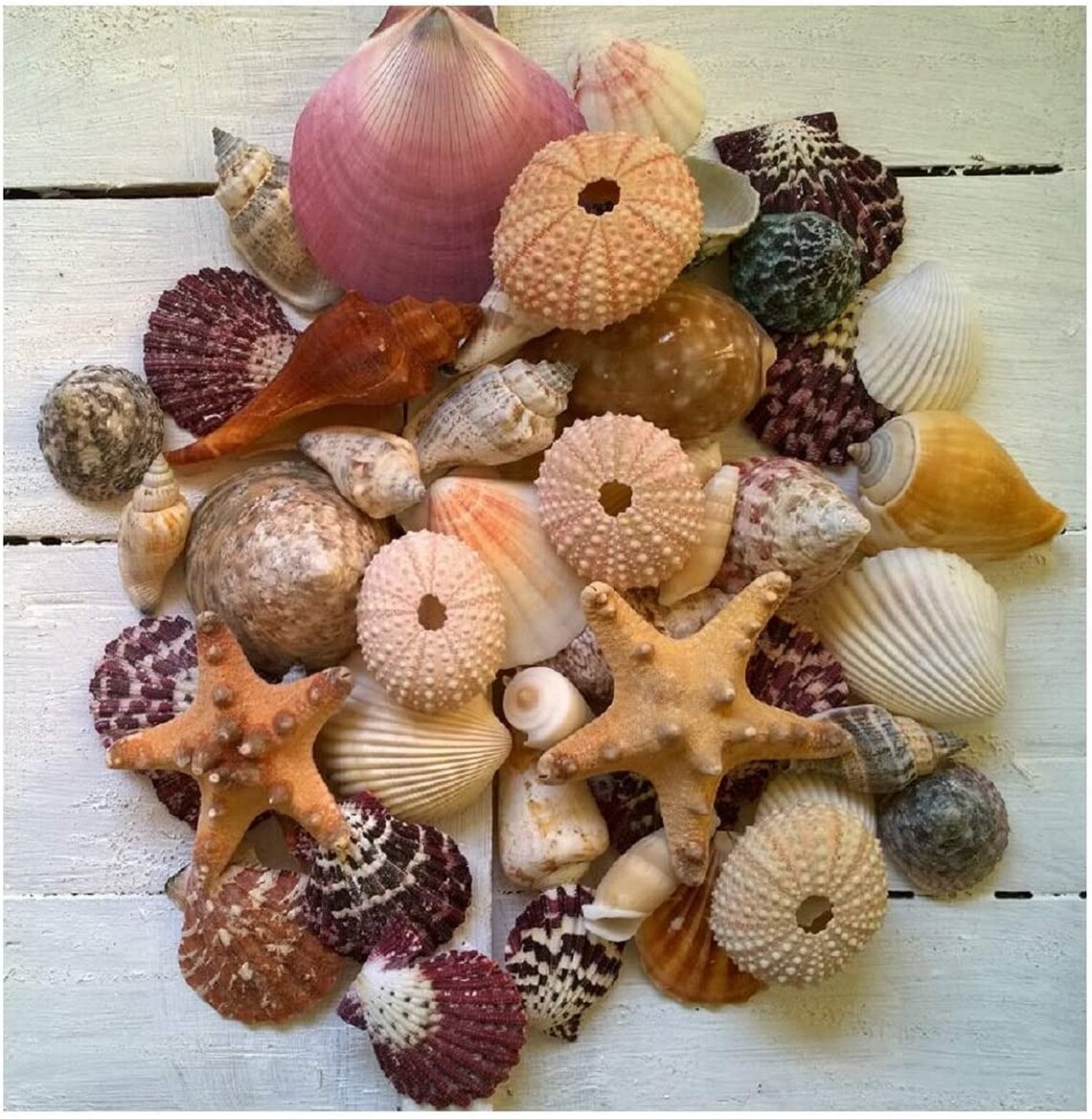 Assorted Mixed Seashells Set of 50 Starfish Urchins Scallops Quality ...
