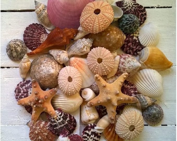 Assorted Mixed Seashells Set of 50 Starfish Urchins Scallops - Etsy