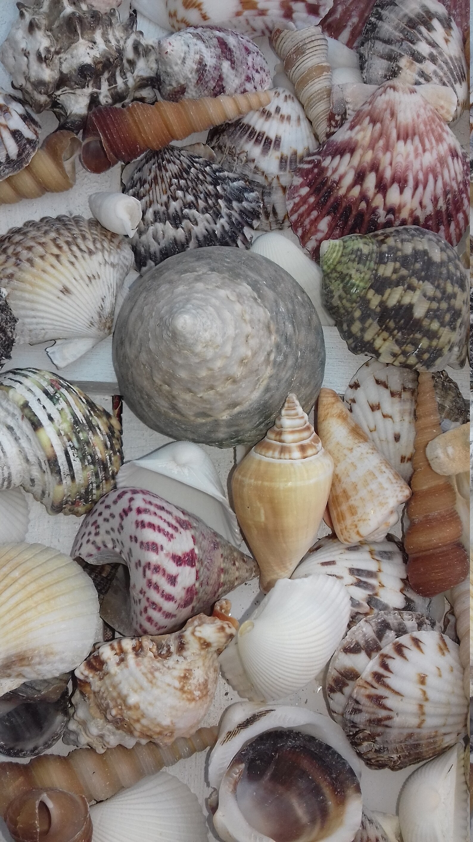 1kg Assorted Mixed Seashells With Starfish Seashell Selection 3-8cm ...
