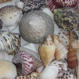 1kg Assorted Mixed Seashells With Starfish Seashell Selection 3-8cm - Etsy
