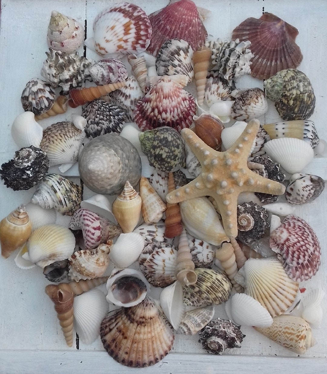1kg Assorted Mixed Seashells With Starfish Seashell Selection 3-8cm ...