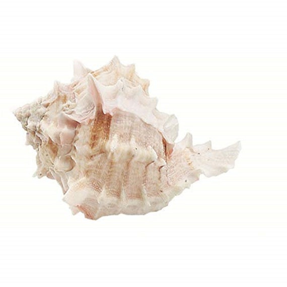 SET OF 2 Real Seashells Rose Murex Conch Shells 8cm Long - Etsy
