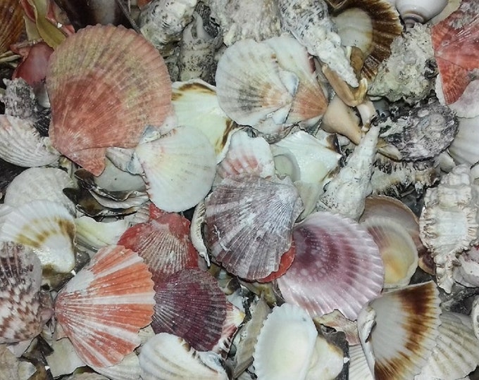 2kg Assorted Mixed Seashells CLASS B Seconds 3-8cm Bulk Buy - Etsy