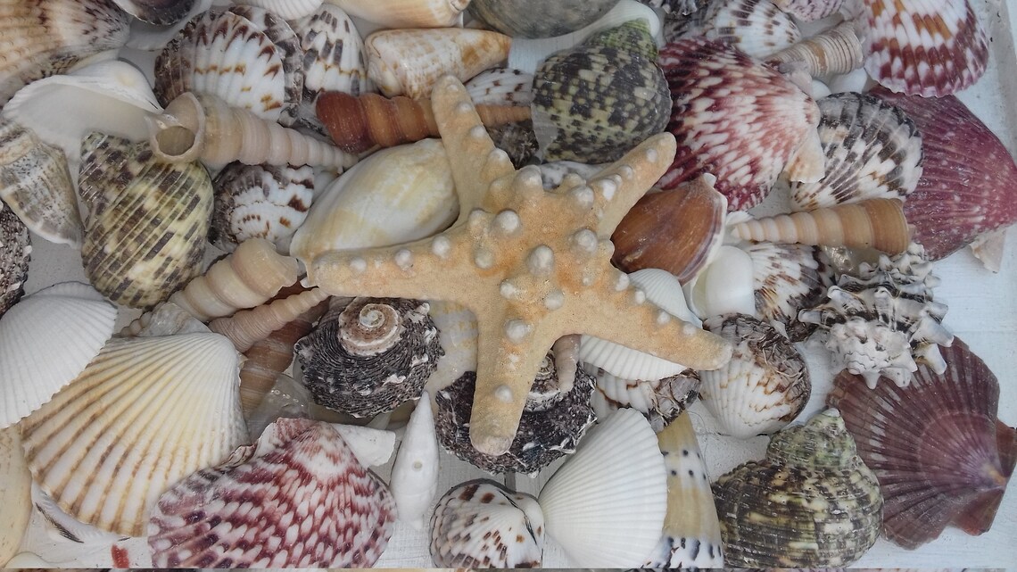 1kg Assorted Mixed Seashells With Starfish Seashell Selection 3-8cm ...