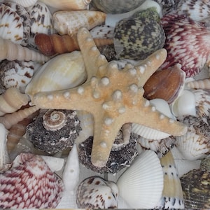 1kg Assorted Mixed Seashells With Starfish Seashell Selection 3-8cm - Etsy