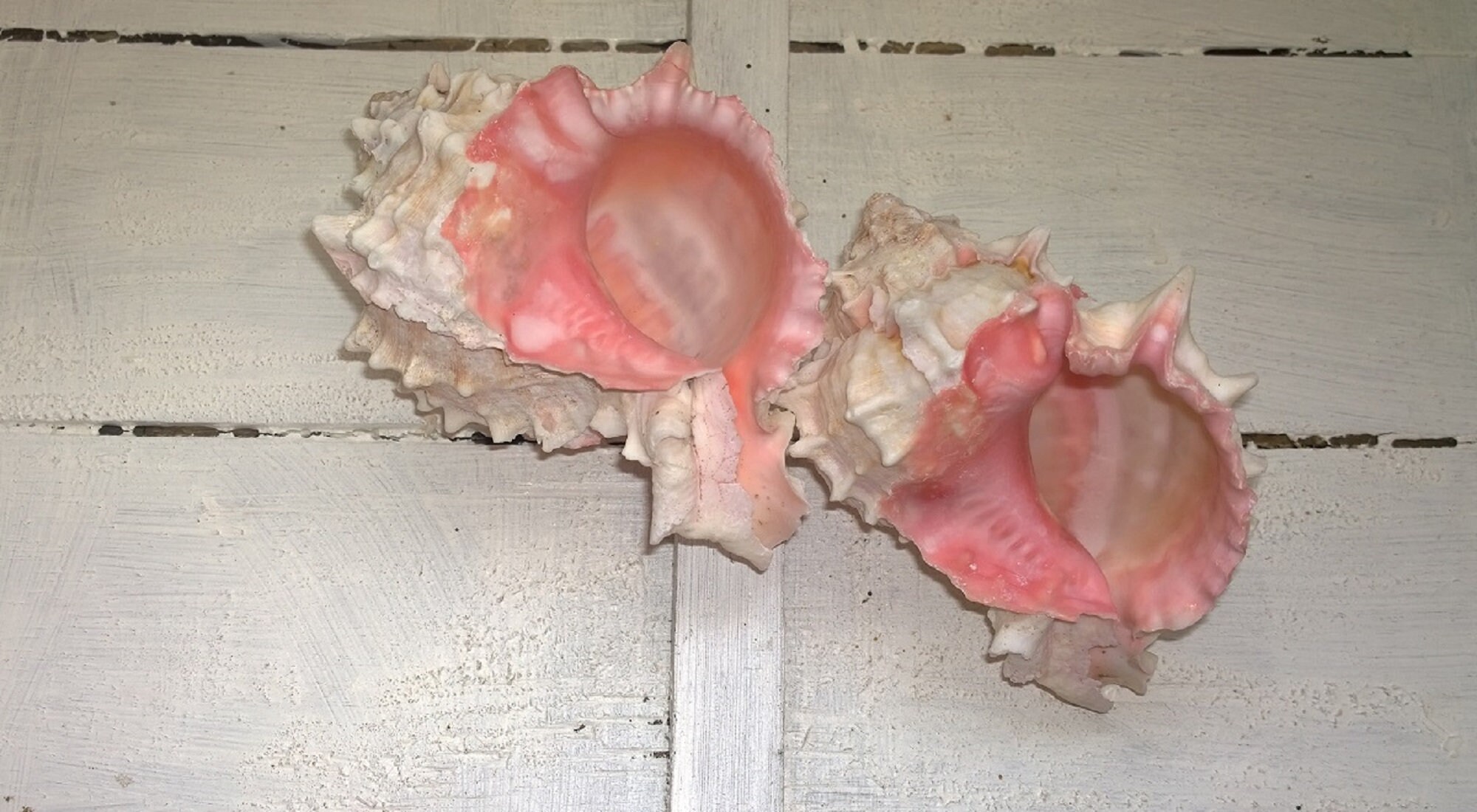 Home & Living A Rose Murex Seashell Display on Acacia and Teak Insects ...