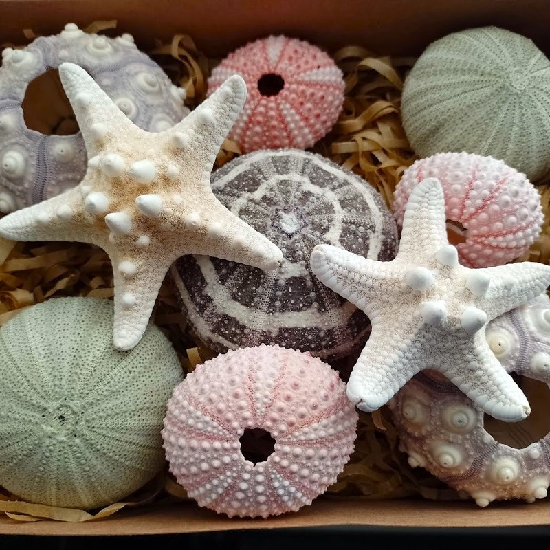 Asteria Shell - Etsy UK