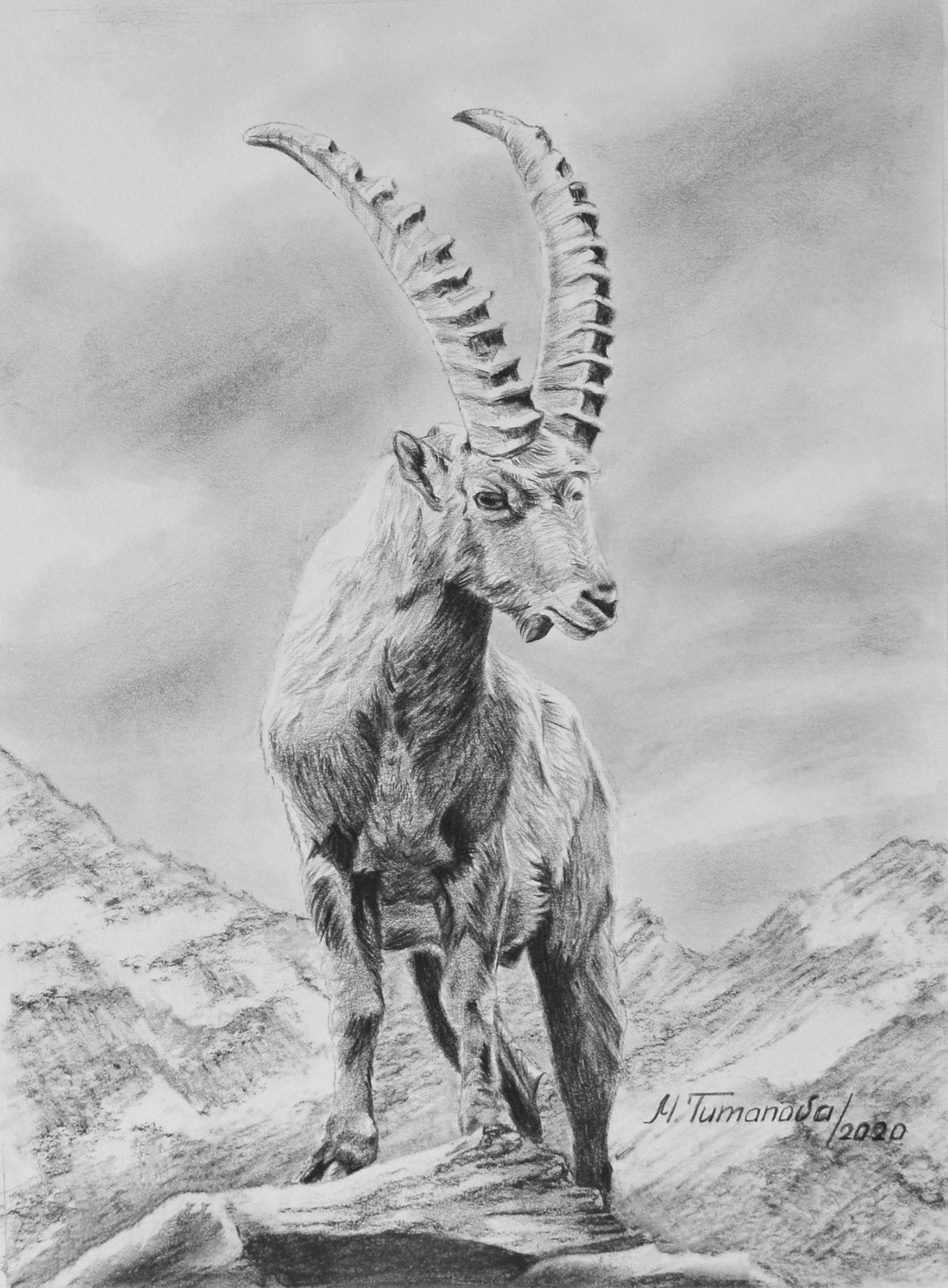 Mountain Goat Animal Drawing Art Print by Mariya Tumanova - Etsy