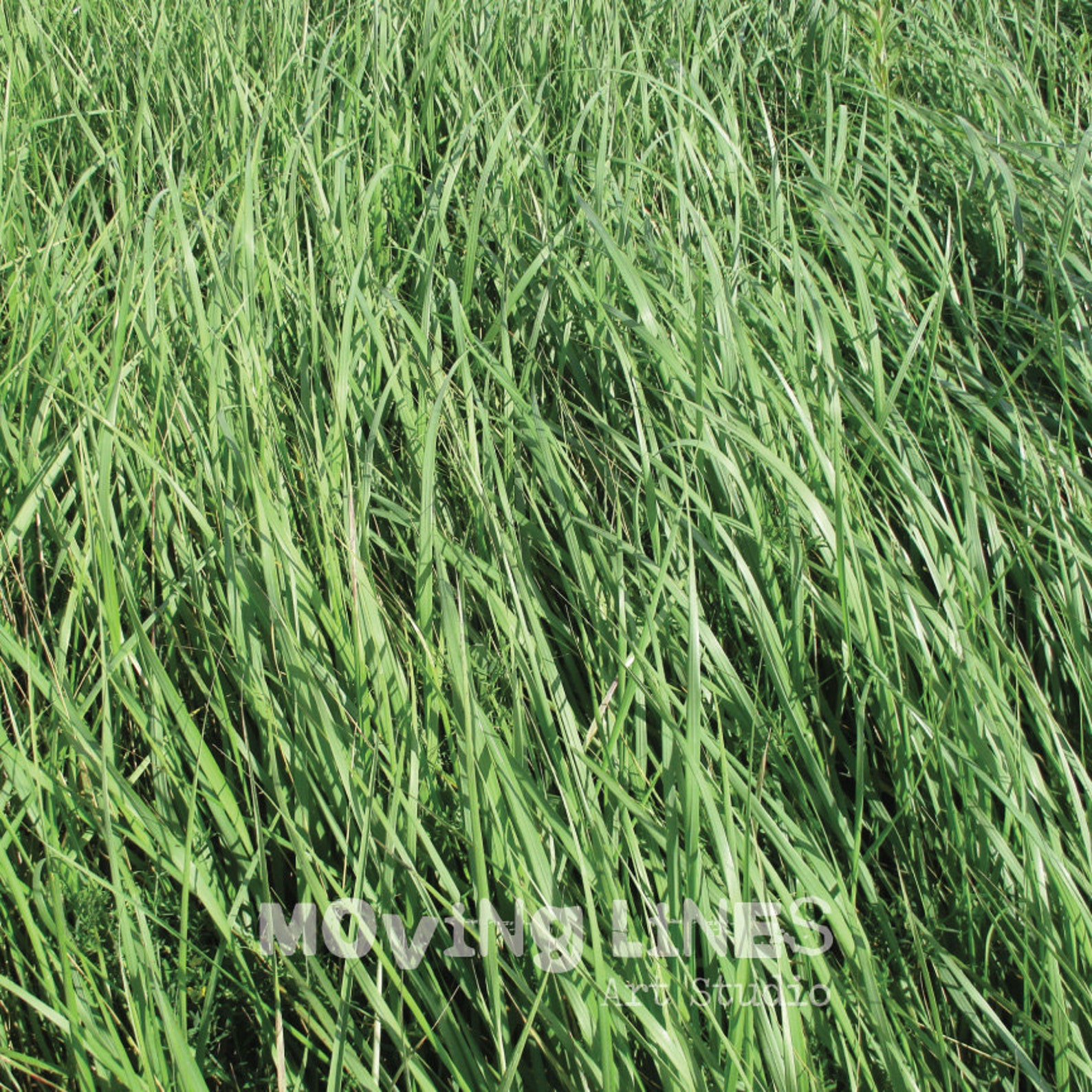 Green Grass Digital Backdrop Nature Photography Hay Summer - Etsy