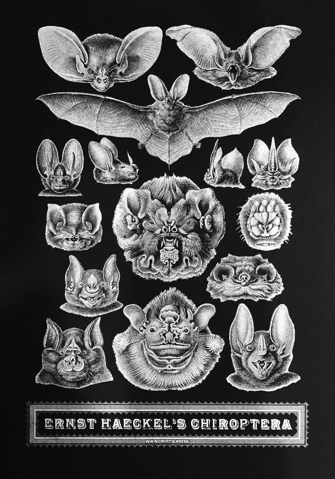 BAT SPECIMENS Biology Letterpress Print - Silver Ink on Black Cardstock ...