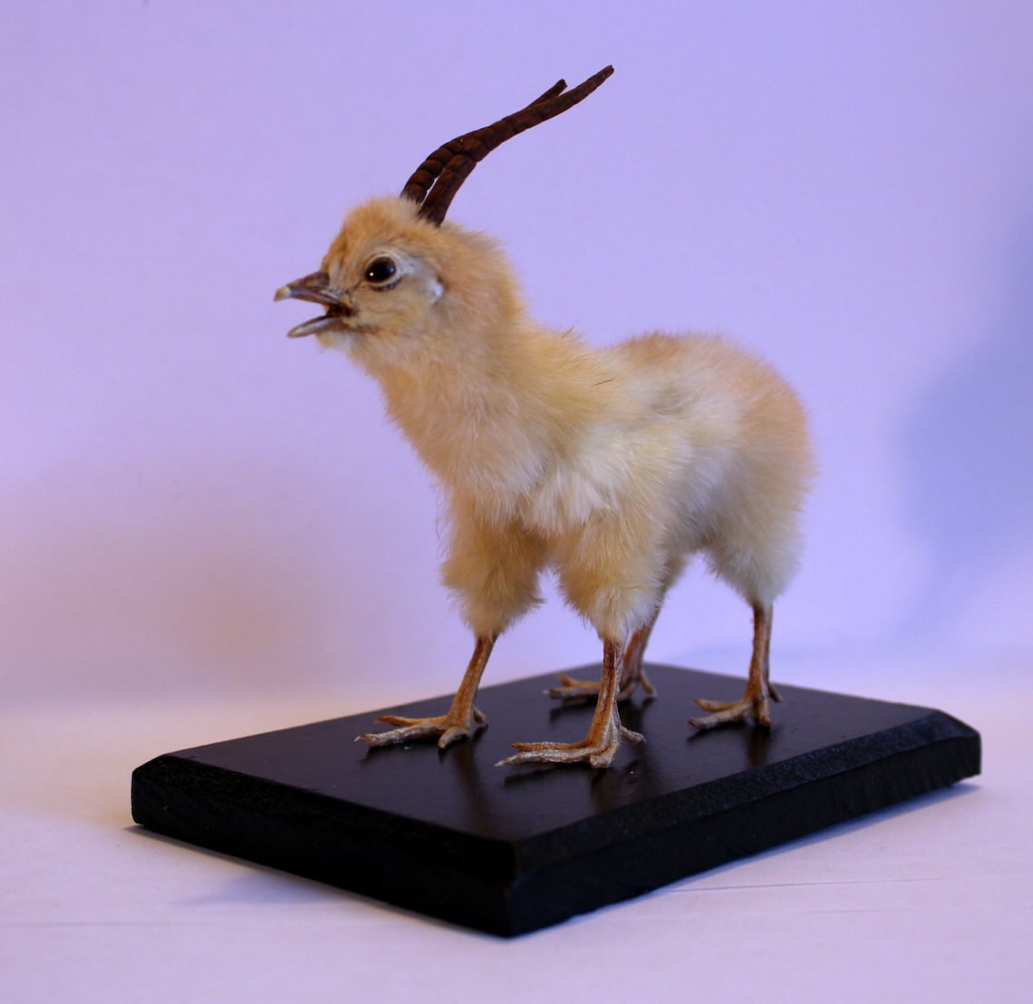 Made to Order. Four Legged Gazelle Chicken Taxidermy Curiosity by ...