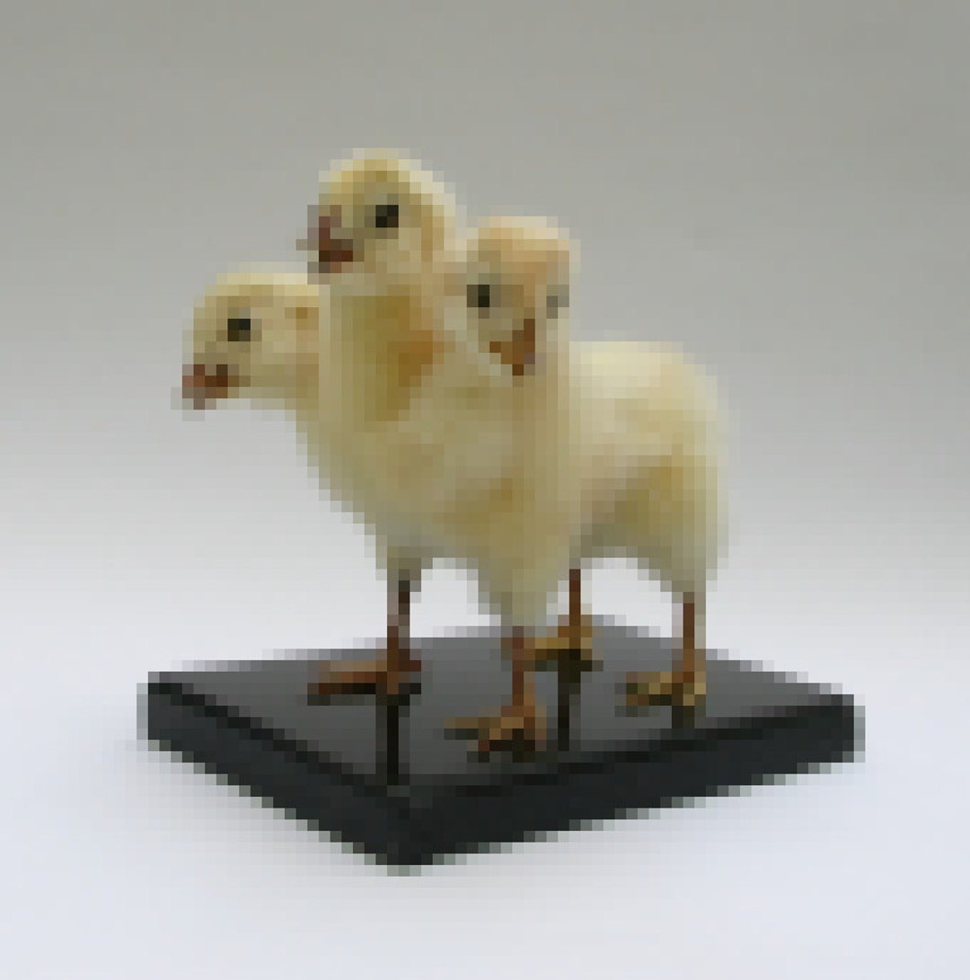 Three Headed Four Legged Chicken Taxidermy Curiosity by Casper's ...