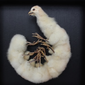 Centipede Chicken Taxidermy Curiosity by Casper's Creatures. - Etsy