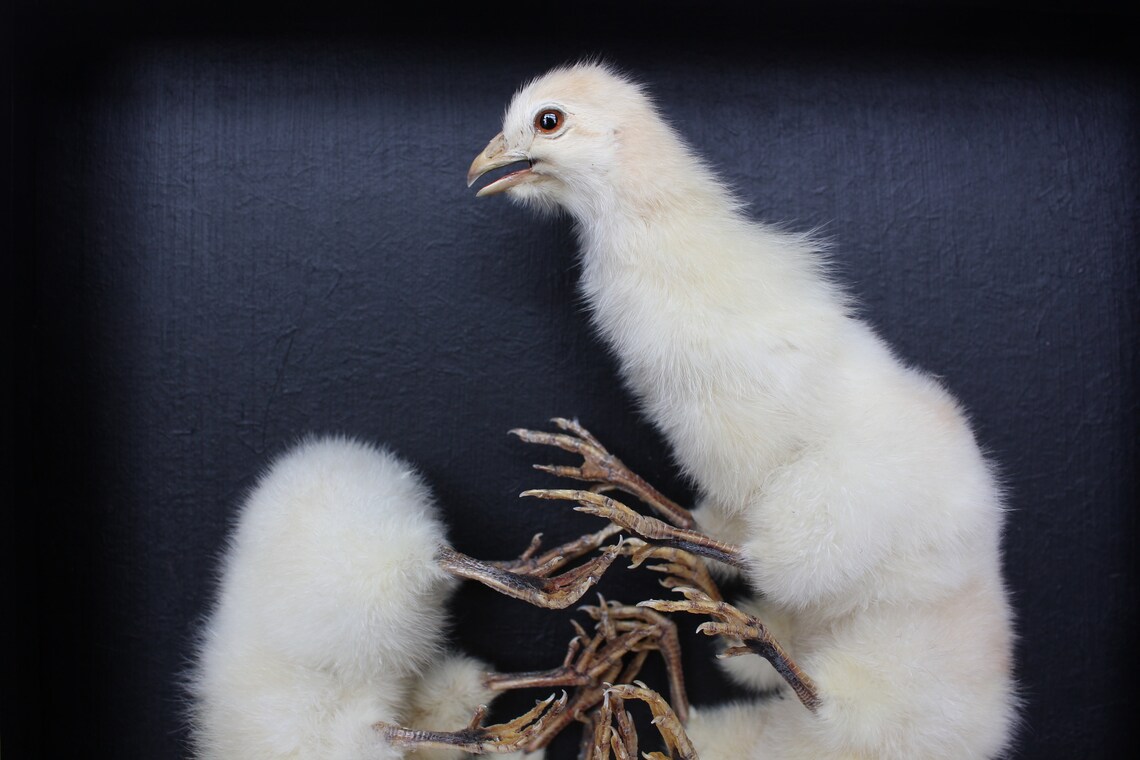 Centipede Chicken Taxidermy Curiosity by Casper's Creatures. - Etsy