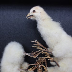 Centipede Chicken Taxidermy Curiosity by Casper's Creatures. - Etsy