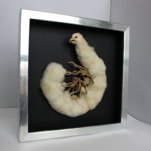 Centipede Chicken Taxidermy Curiosity by Casper's Creatures. - Etsy