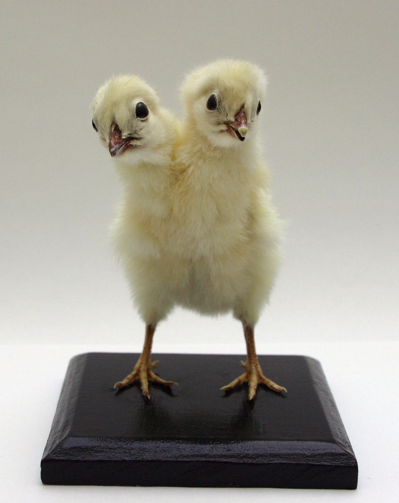 Made to order. Two headed chicken taxidermy curiosity by | Etsy