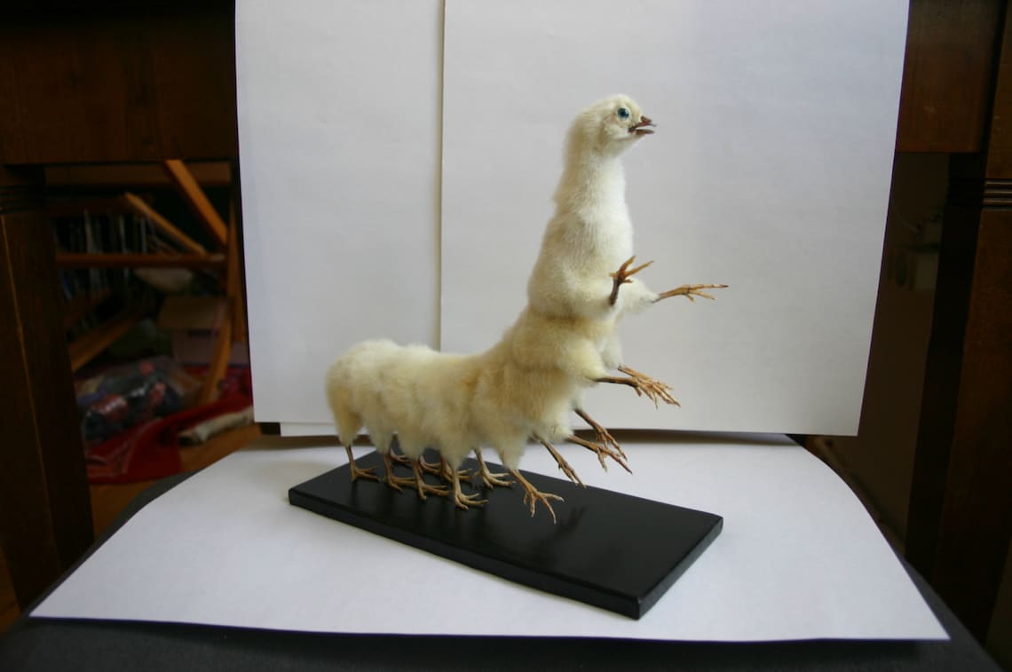 Made to Order. Sixteen Legged Centipede Chicken Taxidermy - Etsy