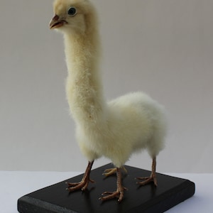 Made to Order. Caspers Creatures Magic Litlle Giraffe Chicken - Etsy