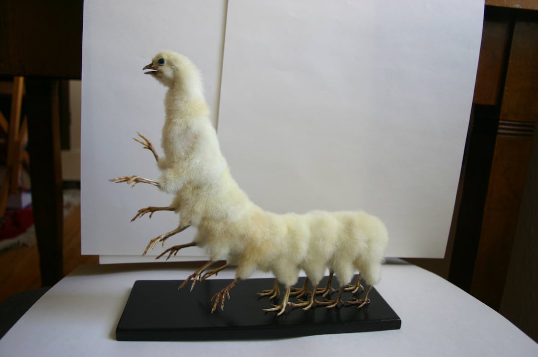 Made to Order. Sixteen Legged Centipede Chicken Taxidermy Curiosity by ...