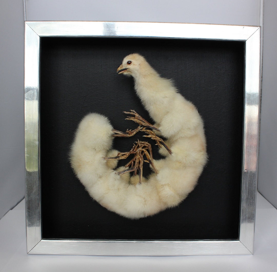 Centipede Chicken Taxidermy Curiosity by Casper's Creatures. - Etsy