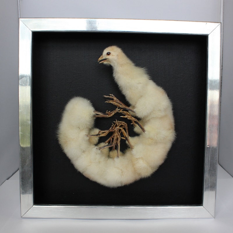 Weird Taxidermy - Etsy