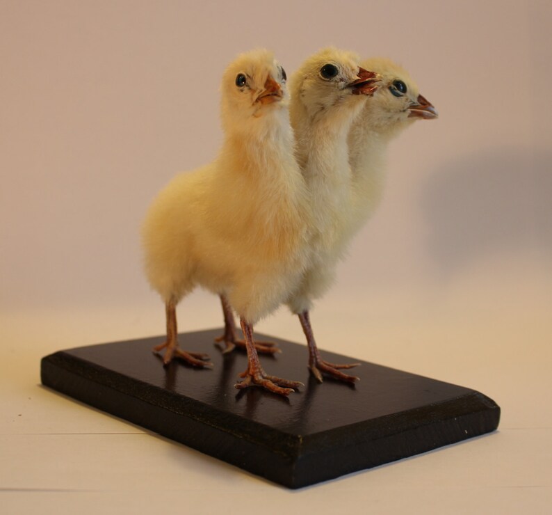 Made to order. Three headed four legged chicken taxidermy | Etsy
