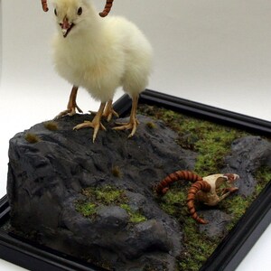 Made to Order. Diorama, Four Legged Ram Chicken Taxidermy With Skull ...