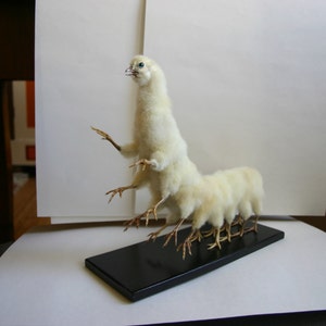 Made to Order. Sixteen Legged Centipede Chicken Taxidermy Curiosity by ...