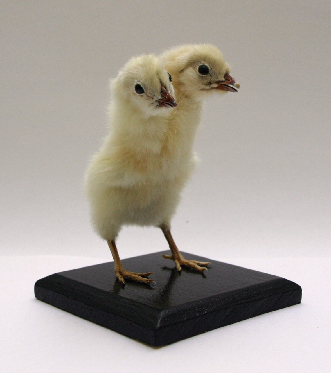 Made to Order. Two Headed Chicken Taxidermy Curiosity by - Etsy