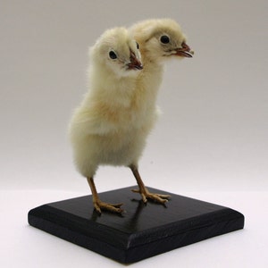 Made to Order. Two Headed Chicken Taxidermy Curiosity by Casper's ...