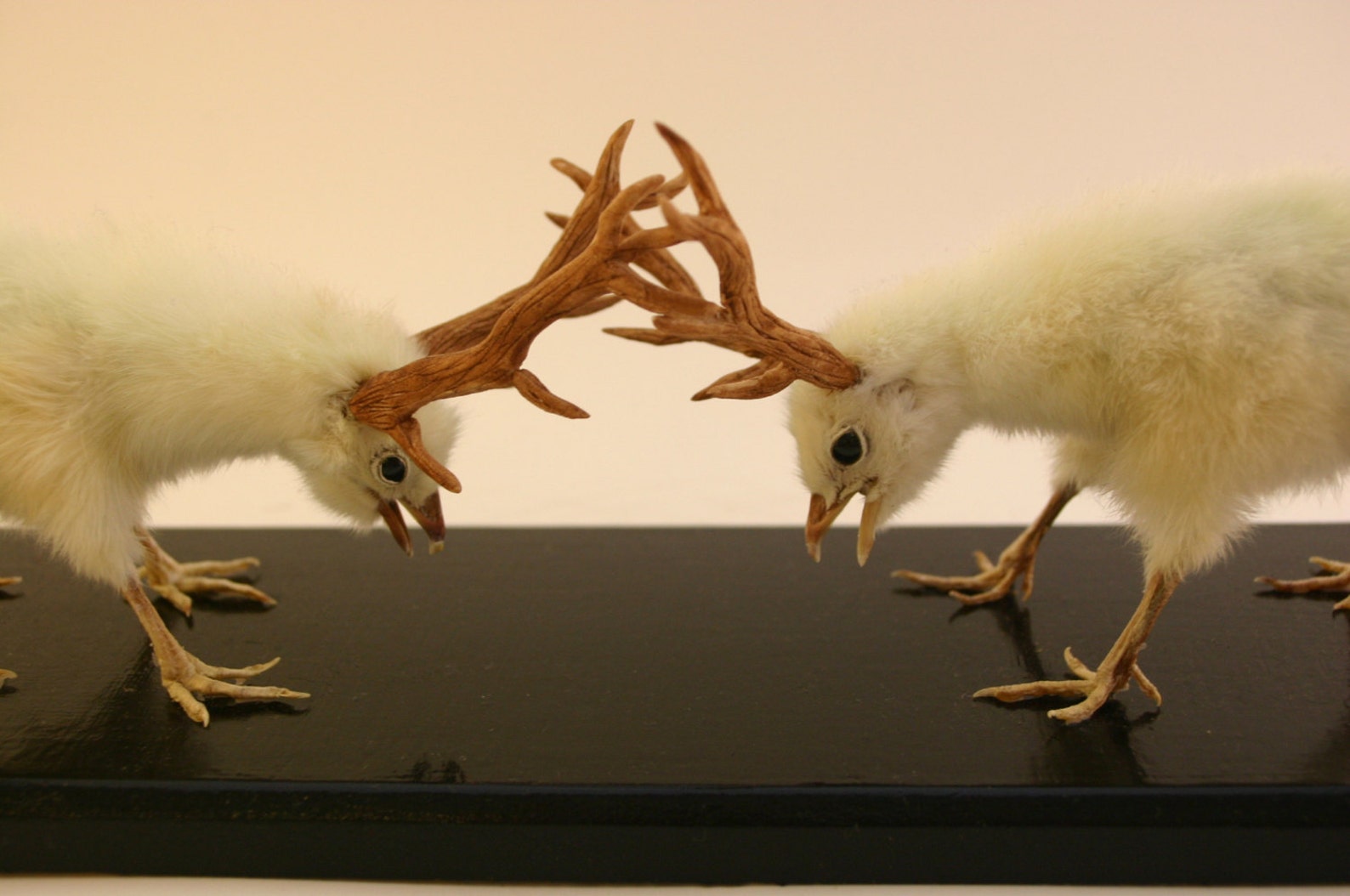 Made to Order. Taxidermy Deer Chickens, Batteling Buks Display Casper's ...