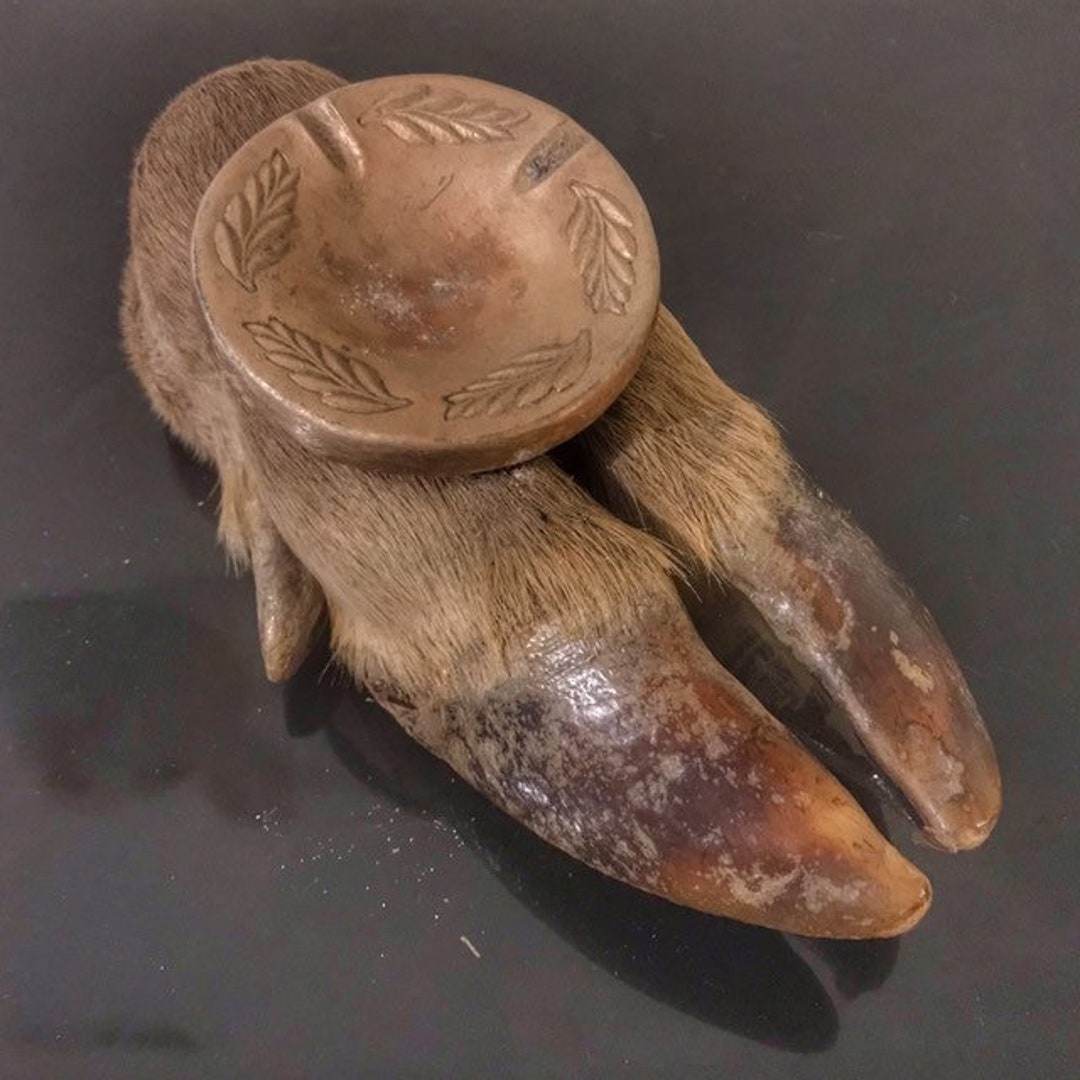 Antique Taxidermy • Cloven Hoof • Vintage Hunting Decor • Rustic Cabin ...