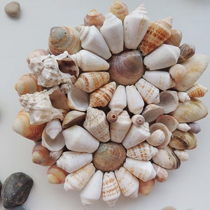 Sea Shells Mosaic, Round Sea Shells Wall Art Mosaic, Home Decoration ...