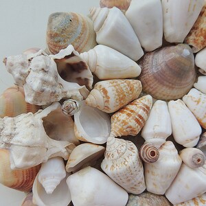 Sea Shells Mosaic, Round Sea Shells Wall Art Mosaic, Home Decoration ...