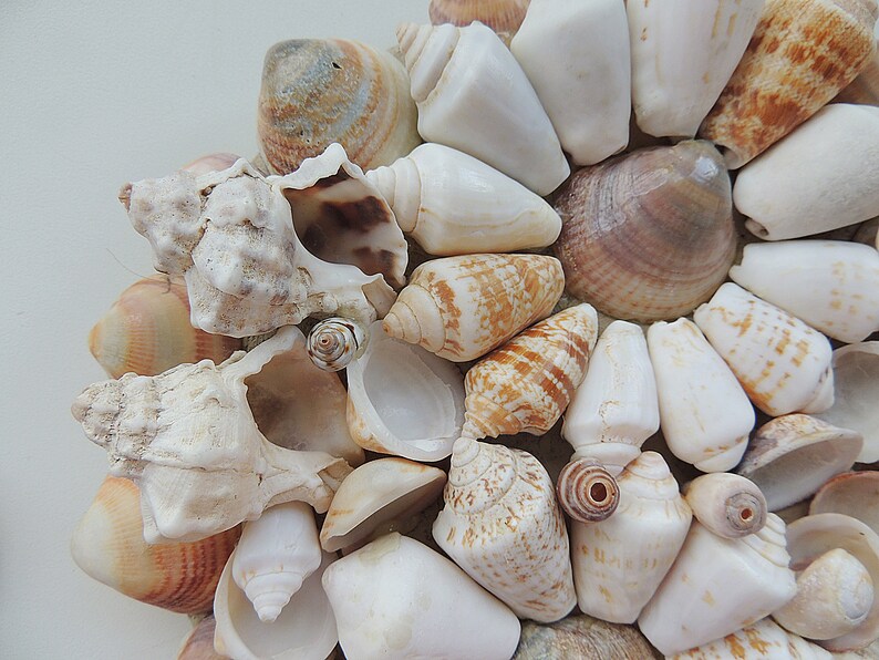 Sea Shells Mosaic, Round Sea Shells Wall Art Mosaic, Home Decoration ...