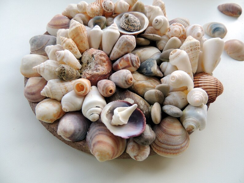 Sea Shells Mosaic, Round Sea Shells Wall Art Mosaic, Home Decoration ...